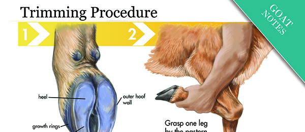 Hoof Trimming Made Easy - Goat Journal